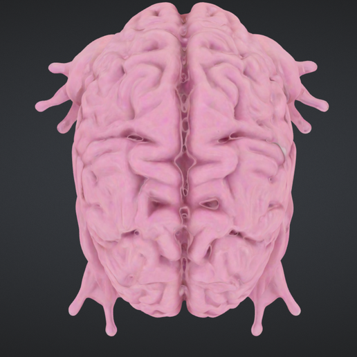 STL file brain frog 🧠 ・Template to download and 3D print・Cults