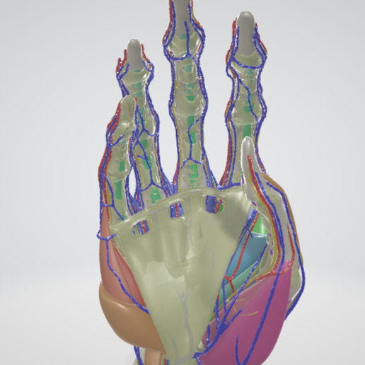 43 PARTS COMPLETE HAND ANATOMY MODEL WITH DETAILED BONES, MUSCLE LAYERS ...