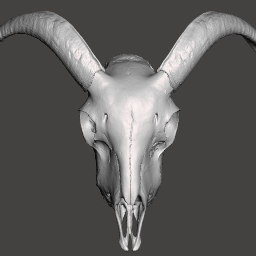 goat skeleton head