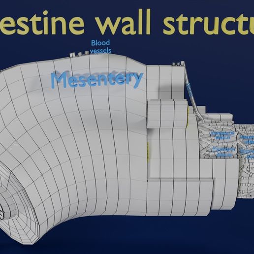 ⚕️ Intestinal wall layers anatomy labelled・ STL File for 3D printing・Cults