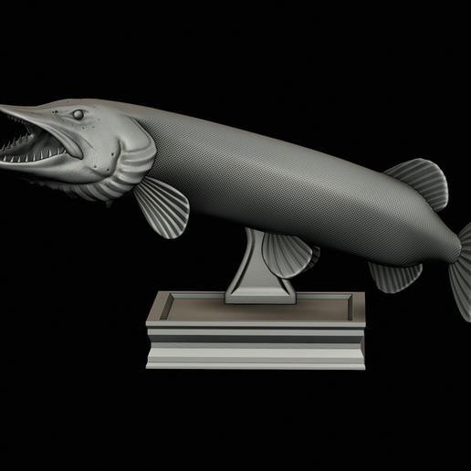 🐠 fish pike muskellunge muskie / Esox masquinongy in motion trophy ...