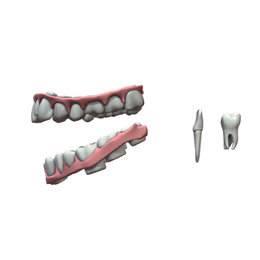 👑 Human teeth・ STL File for 3D printing・Cults