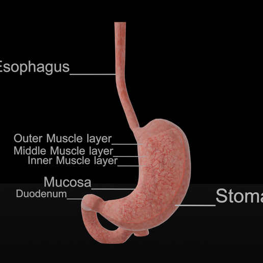 ⚕️ Detailed Stomach Anatomy Model・ STL File for 3D printing・Cults