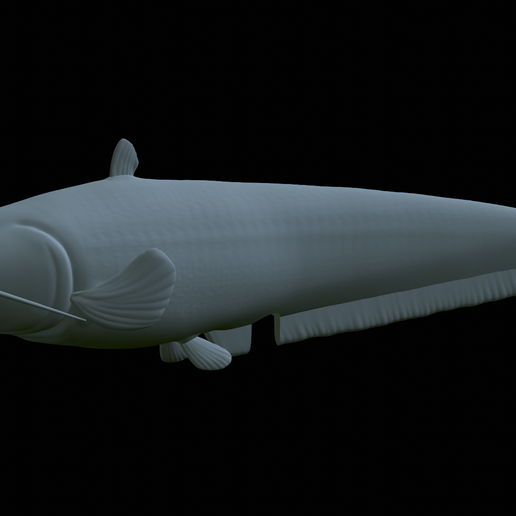 🐠 fish wels catfish / Silurus glanis statue detailed texture for 3d ...