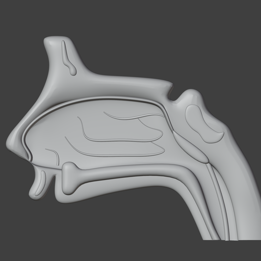 👃 3D Model of Nose Anatomy・ STL File for 3D printing・Cults