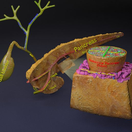 🩻 Diabetes pancreas anatomy microscopy islet beta insulin model・ STL ...