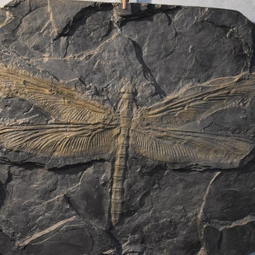 🐛 Dragonfly Meganeura Giant Prehistoric・ STL File for 3D printing・Cults