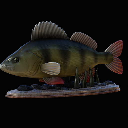STL file fish perch / Perca fluviatilis statue underwater detailed ...