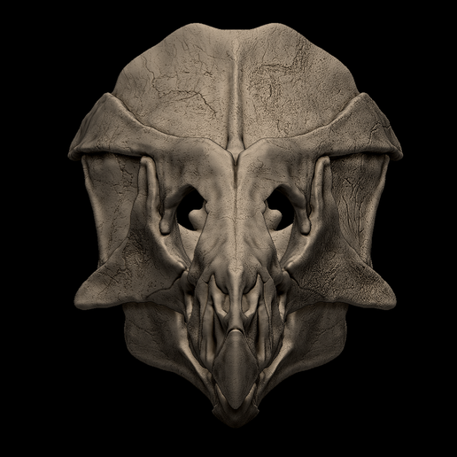 microceratus skeleton