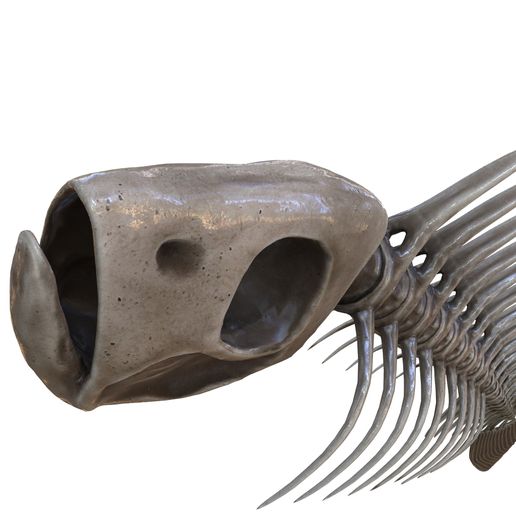 💀 Skeleton FISH ANATOMY CARP WATER RIVER OCEAN SEA FISHING ANIMAL CARP ...