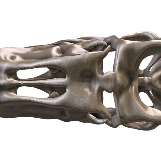 Fichier STL Megalania crâne 🐉 (OBJ)・Design pour imprimante 3D à ...