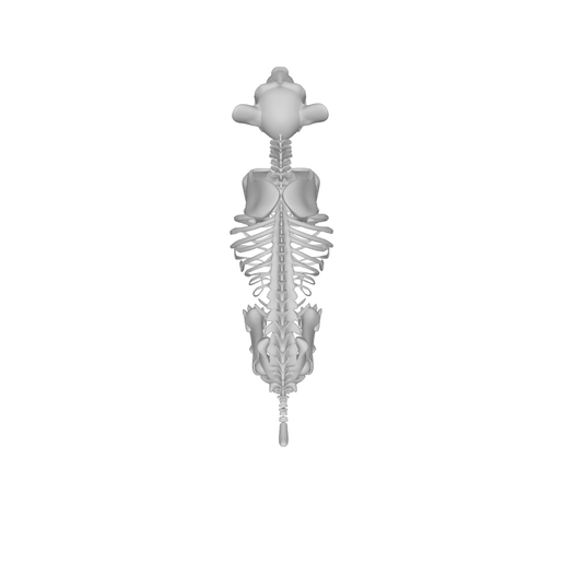 cheetah skeleton