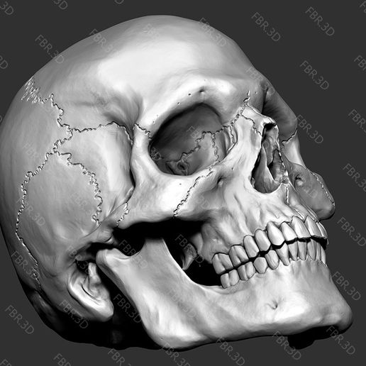 skull 3d view