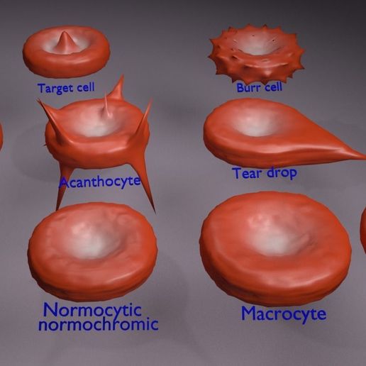 🩸 RBC types 3D model・ 3D File for 3D printing・Cults
