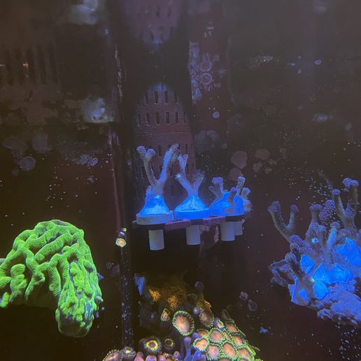 STL file Support Mangrove + Frag rack Reef All in one 🪸 ・3D print model ...