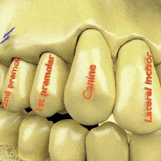 💀 Human skeleton set complete separable labelled bone names parts 3D ...