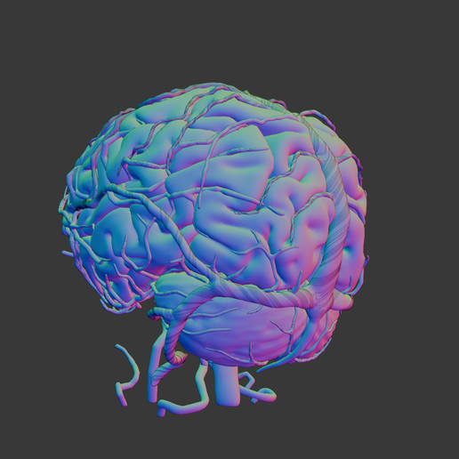 🧠 Detailed Human Brain 3D Model Fully Textured・ STL File for 3D ...