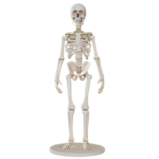 💀 Human Skeleton Model・ STL File for 3D printing・Cults