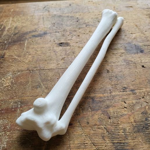 human ulna 3d