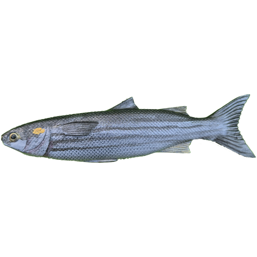 🐠 Grey Mullet Fish・ STL File for 3D printing・Cults