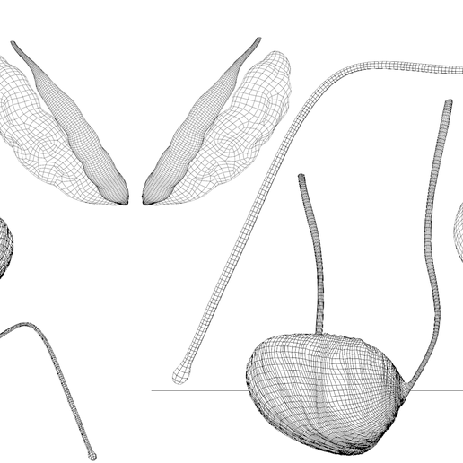 🧪 Bladder And Prostate Anatomy・ 3D File for ・Cults