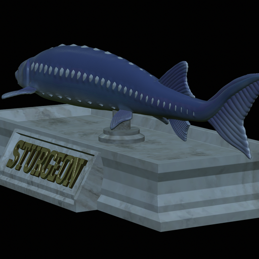 🐠 fish beluga / sturgeon / huso huso / vyza velká statue detailed ...