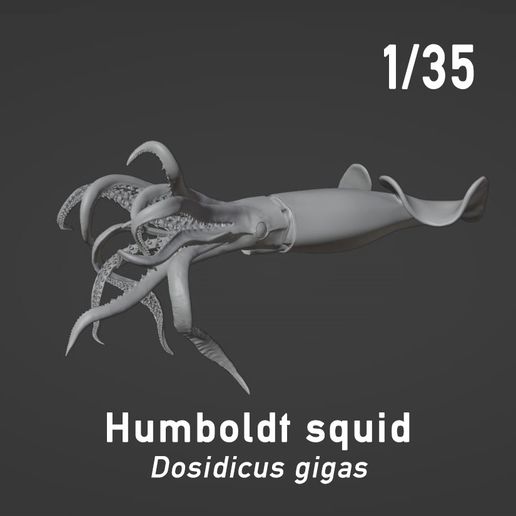 🦑 Humboldt squid (Dosidicus gigas) - position 1・ STL File for 3D ...