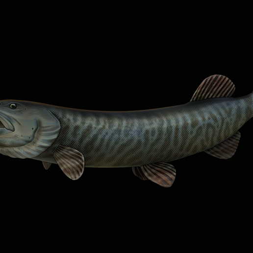 STL file fish pike muskellunge muskie / Esox masquinongy in motion 2 ...