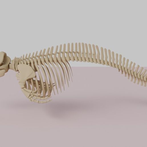 🐳 Killer Whale Skeleton Anatomy 3D Model Showing Complete Orca Bone ...