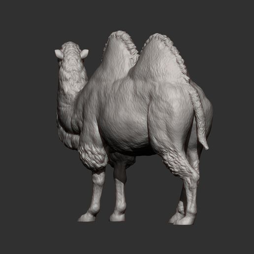 🐪 Bactrian camel 3D print model・ STL File for 3D printing・Cults