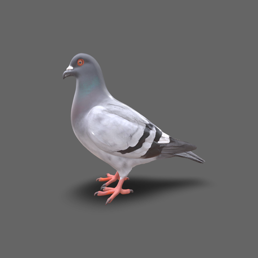 🐦 Pidgeon・ STL File for 3D printing・Cults