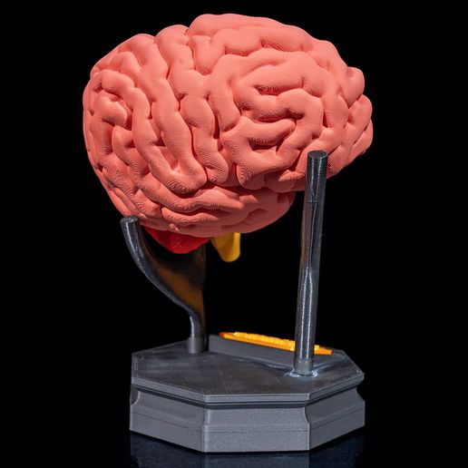 💊 Human Head Anatomy・ 3D File for 3D printing・Cults