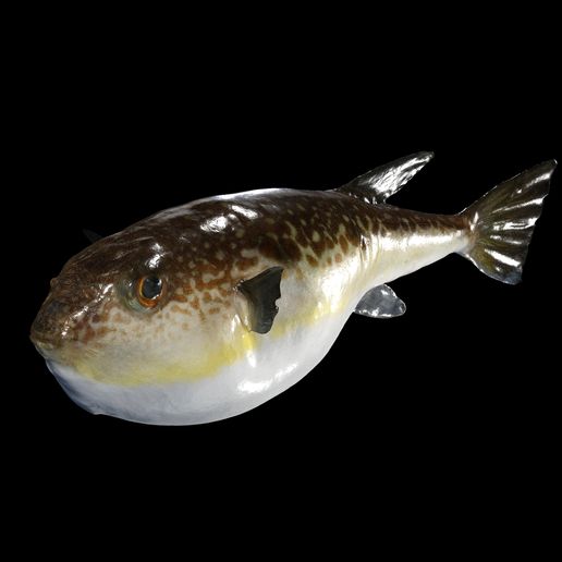 🎏 Yellow Fin Puffer CARP TUN GOLDFISH GOLD FISH GOLDEN ANATOMY CARP ...