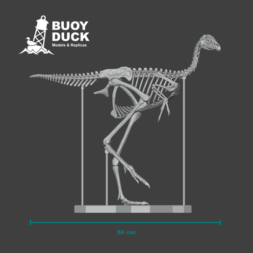 💀 Caudipteryx zoui skeleton・ 3D File for 3D printing・Cults