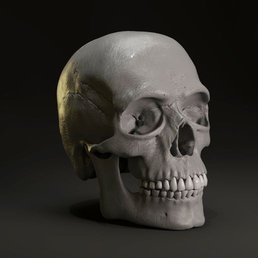 💀 Skull・ STL File for 3D printing・Cults