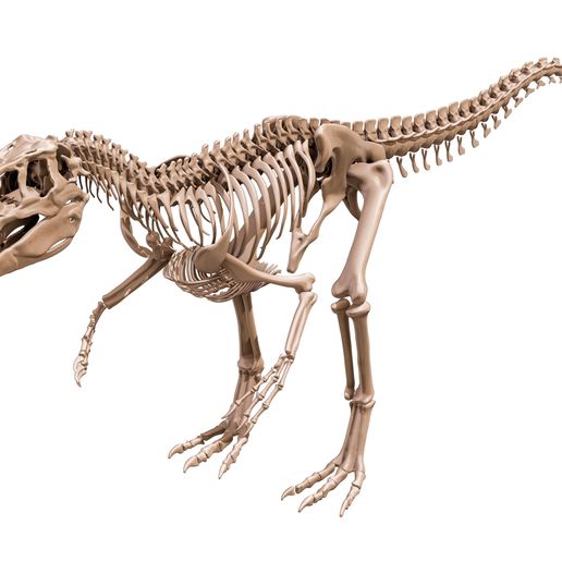 STL file Appalachiosaurus montgomeriensis : Complete anatomy 🦖 (OBJ ...