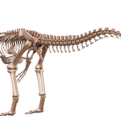 💀 Appalachiosaurus montgomeriensis: Complete skeleton・ STL File for 3D ...