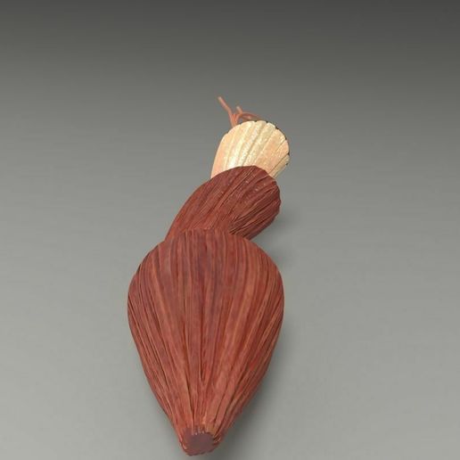 Muscle cross section 3D model・ 3D File for 3D printing・Cults