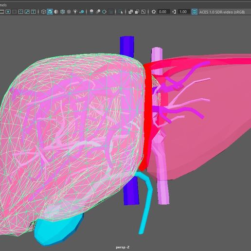 💊 3D Model of Healthy Liver・ STL File for 3D printing・Cults