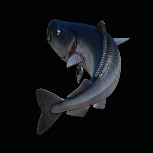 👄 COALFISH / POLLACHIUS VIRENS open mouth in motion fish model for 3D ...