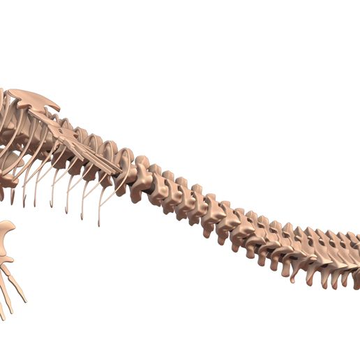 💀 Basilosaurus complete skeleton・ STL File for 3D printing・Cults