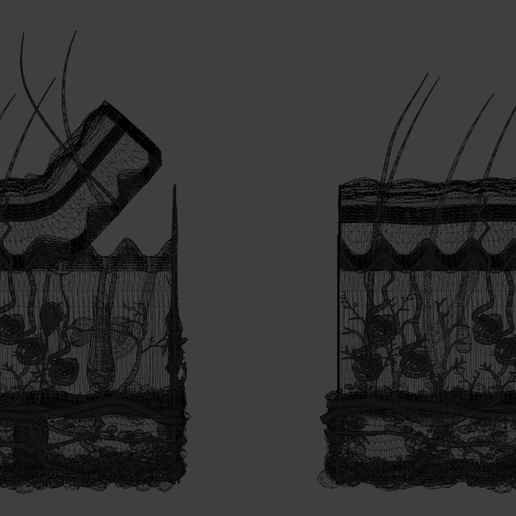 🩻 3D Model of Skin Anatomy・ STL File for 3D printing・Cults