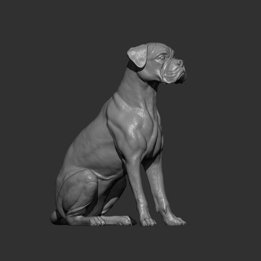 STL file Boxer dog sitting 3D print model 🐕 (OBJ)・Design to download ...
