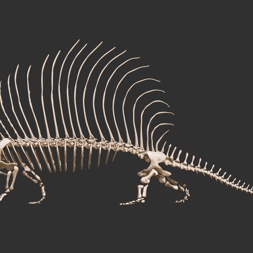 edaphosaurus skeletal