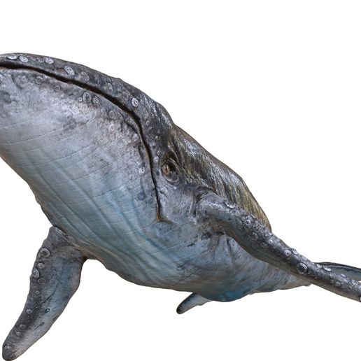 🐳 WHALE FISH OCEAN SEA・ STL File for 3D printing・Cults