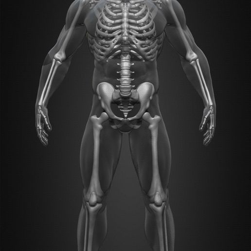 💀 Highly Detailed Human Skeleton (Male)・ 3D File for 3D printing・Cults