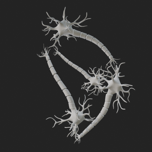 neuron 3d print