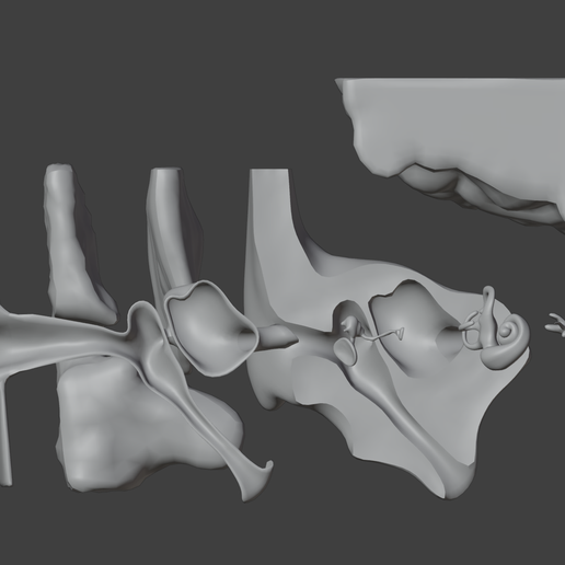 Archivo STL 3D Model of Ear Cross Section Anatomy 👂 (OBJ)・Diseño ...
