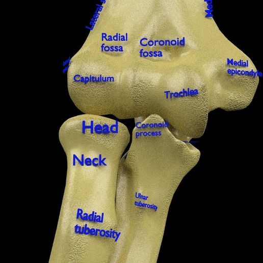 💀 Human skeleton set complete separable labelled bone names parts 3D ...