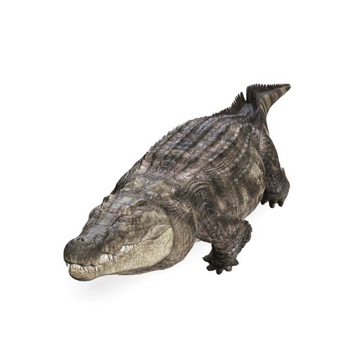 STL file Crocodile TOAD RIGGED AMPHIBIAN TADPOLE ANIMAL ANATOMY 3D ...